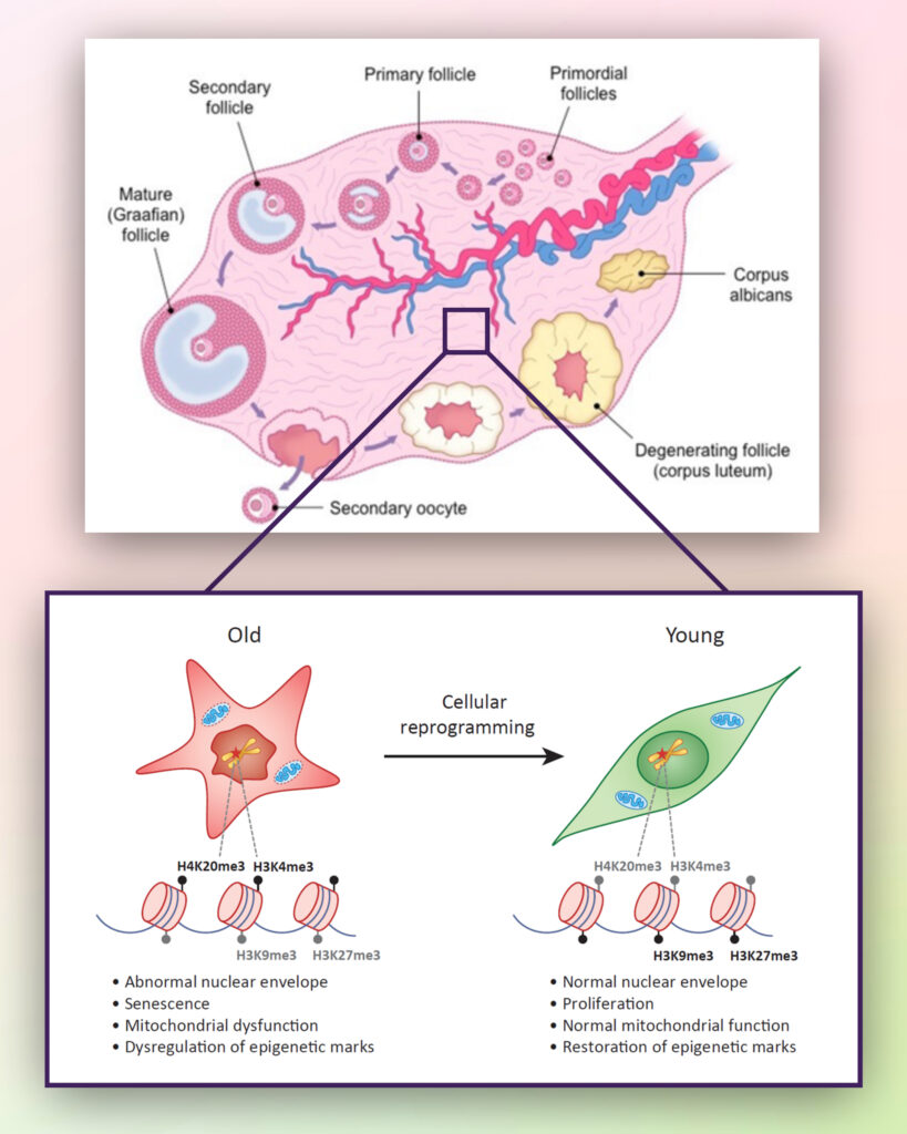 What is Ovarian Rejuvenation? - Carlos Simon Foundation