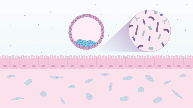 The Endometrial Microbiome in Human Reproduction