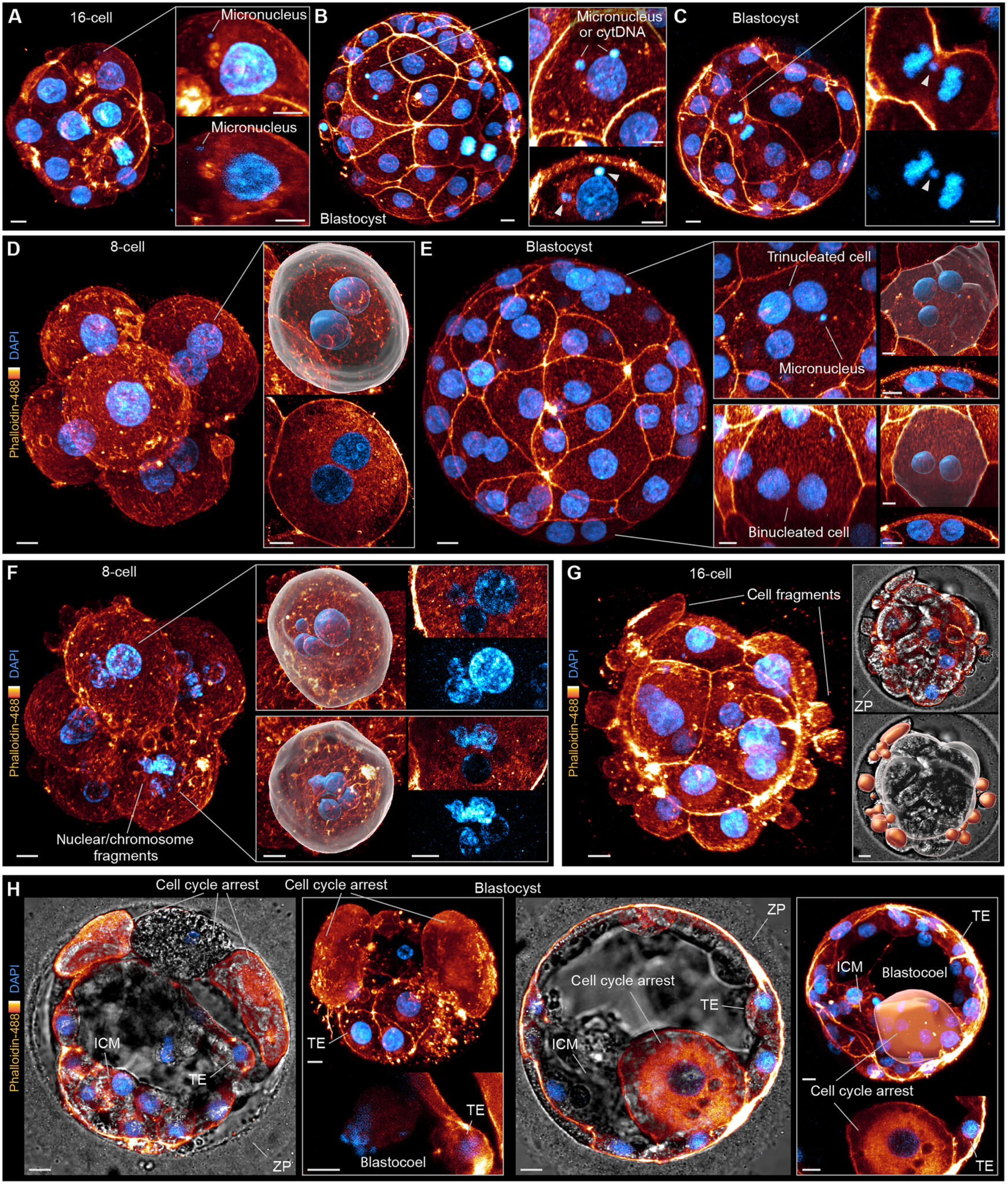 Carlos Simon Foundation contributes to a Science Advances study on cell ...
